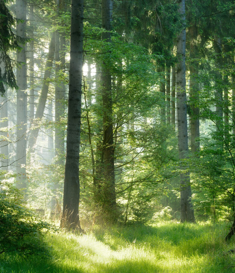 Chestnut Carbon | A Trusted Partner in Carbon Projects