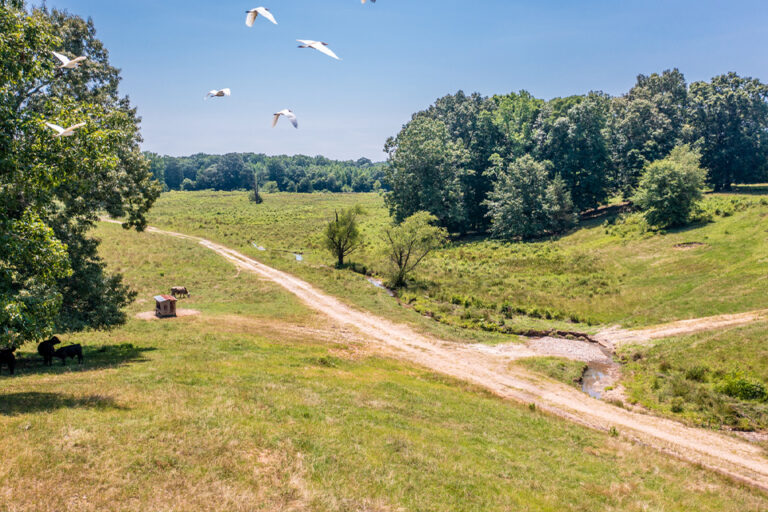 Chestnut Carbon | A Trusted Partner in Carbon Projects