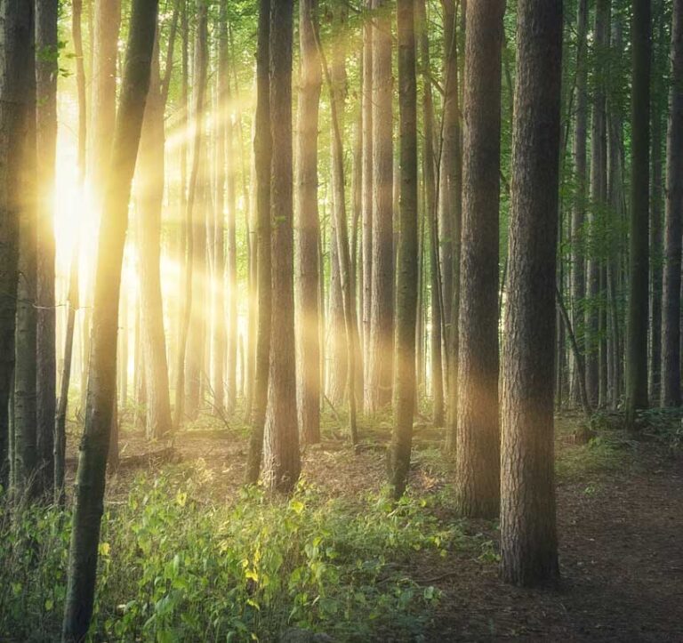 Who We Are | Chestnut Carbon