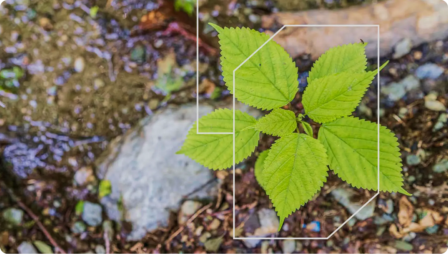 Chestnut Carbon Announces More Than 160K Acres Enrolled in Improved ...