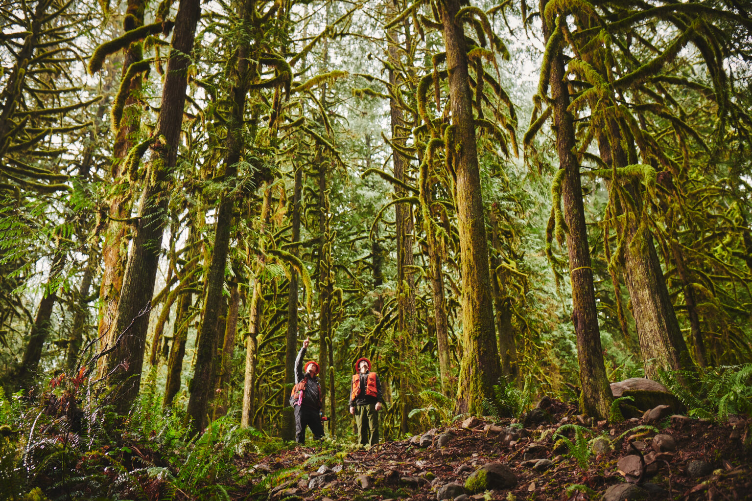 Who We Are | Chestnut Carbon