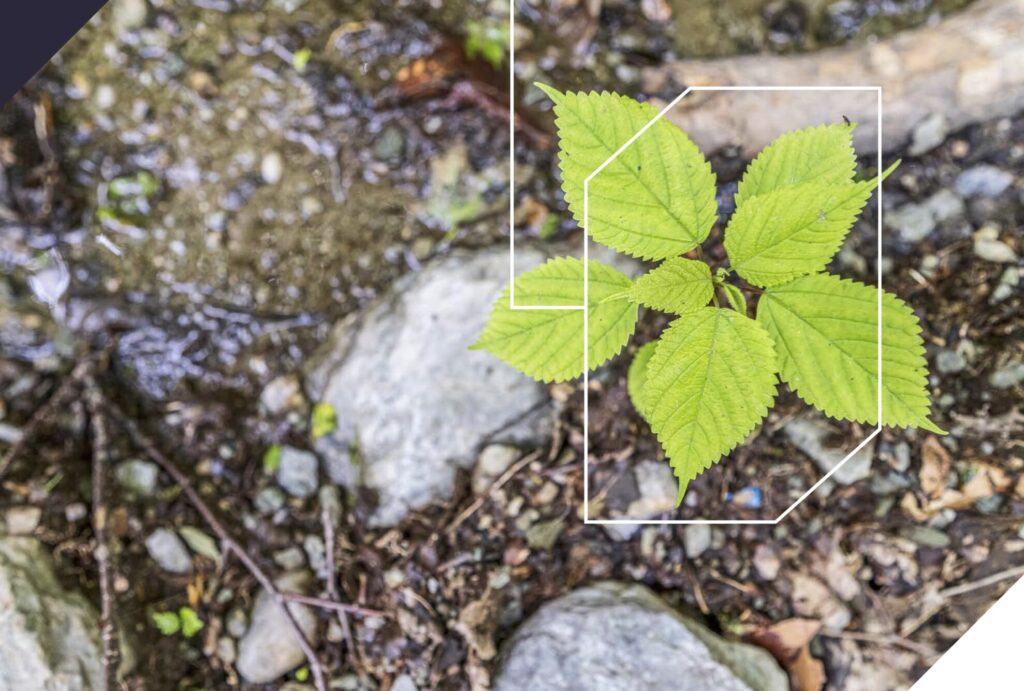 News & Resources | Chestnut Carbon