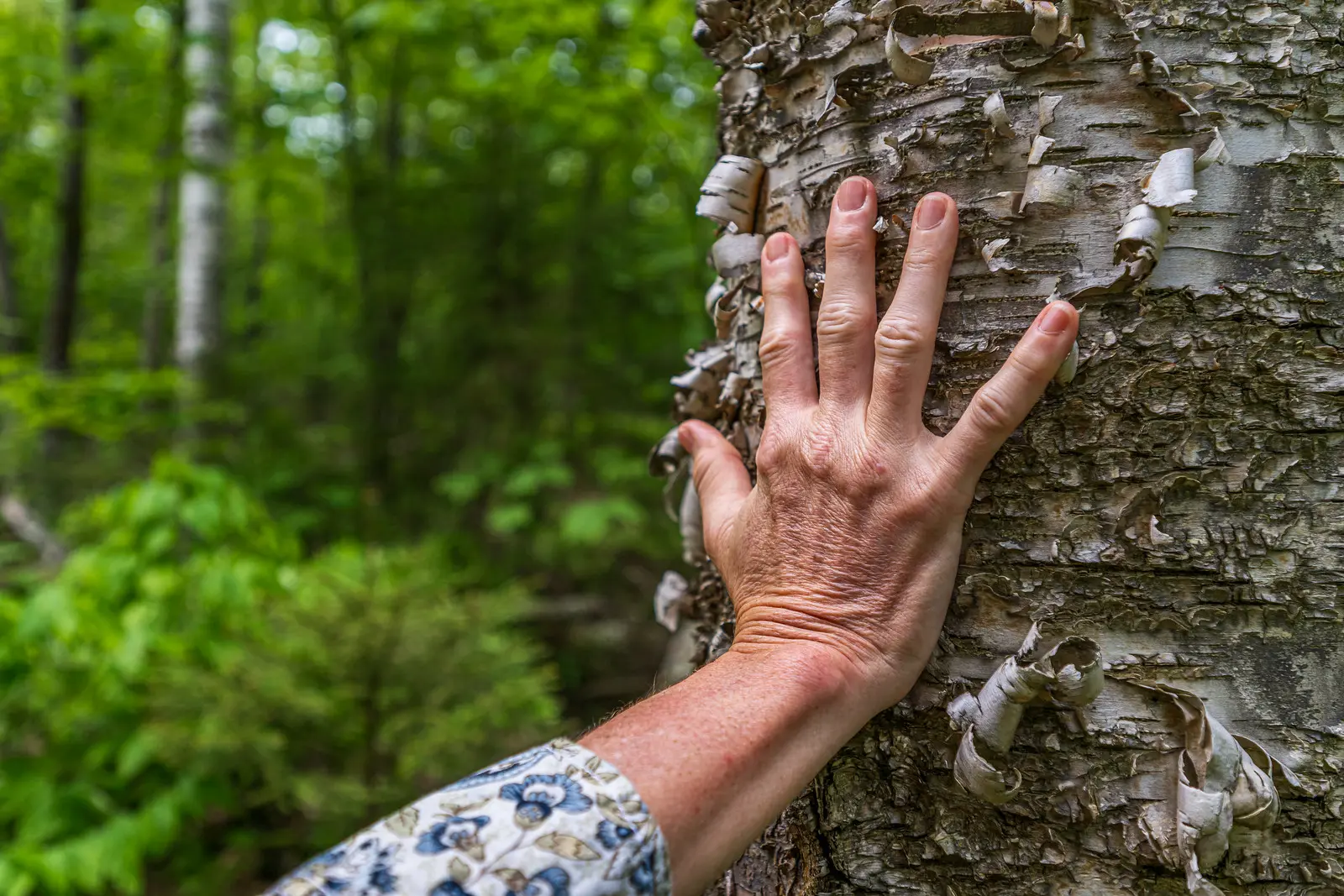 About | Chestnut Carbon