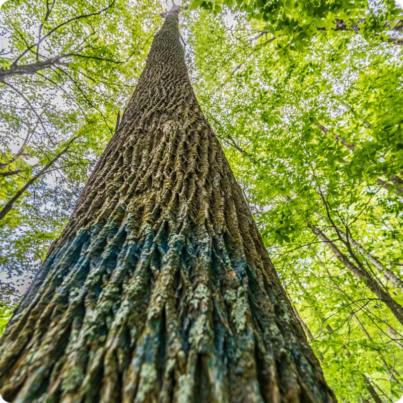 Chestnut Carbon and Microsoft Sign Offtake Agreement | Chestnut Carbon